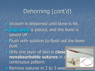 Dehorning-Cornuectomy-in-Large-Animal.ppt