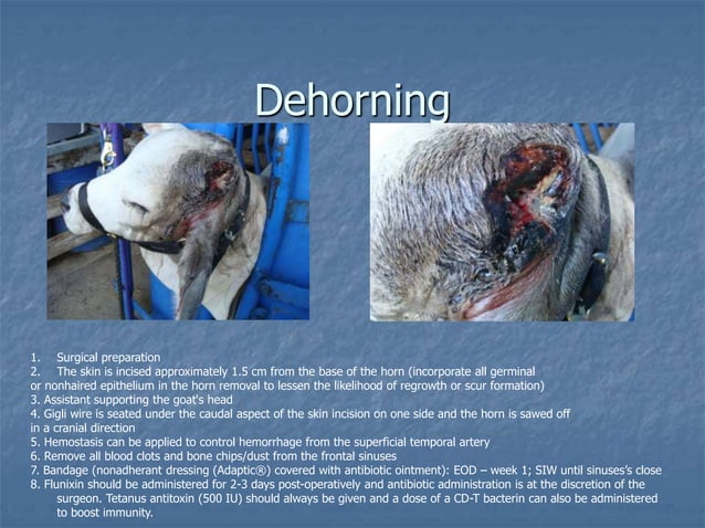 Dehorning-Cornuectomy-in-Large-Animal.ppt