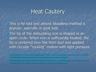 Dehorning-Cornuectomy-in-Large-Animal.ppt