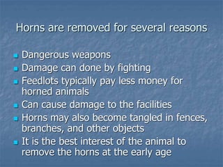 Dehorning-Cornuectomy-in-Large-Animal.ppt