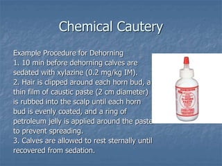 Dehorning-Cornuectomy-in-Large-Animal.ppt