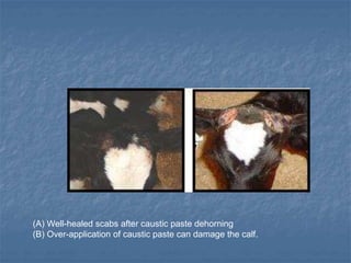 Dehorning-Cornuectomy-in-Large-Animal.ppt