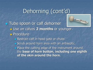 Dehorning-Cornuectomy-in-Large-Animal.ppt