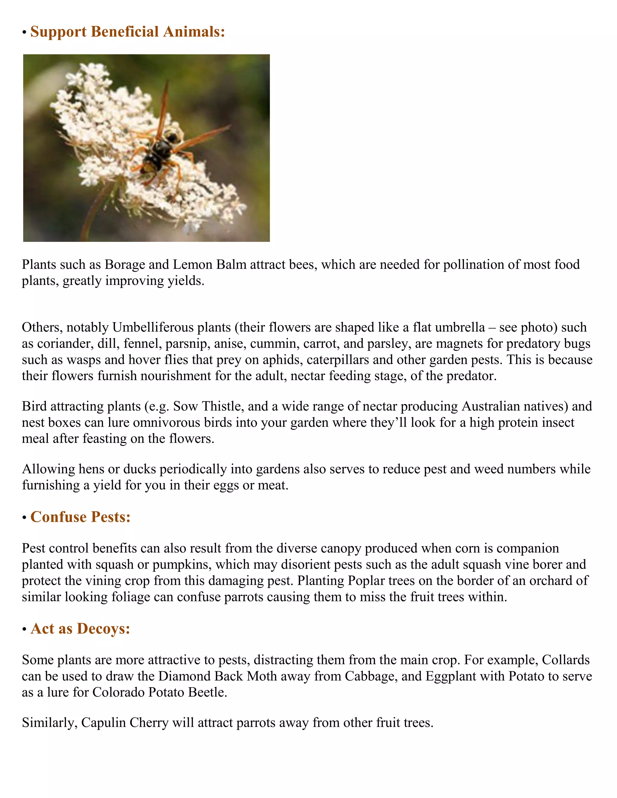 Guide and Charts On Planting Companion Vegetables and Herbs, and Fruit ...