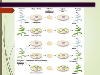non mendelian inheritance.ppt