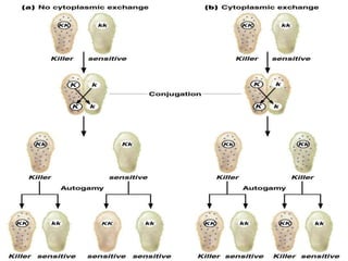 non mendelian inheritance.ppt