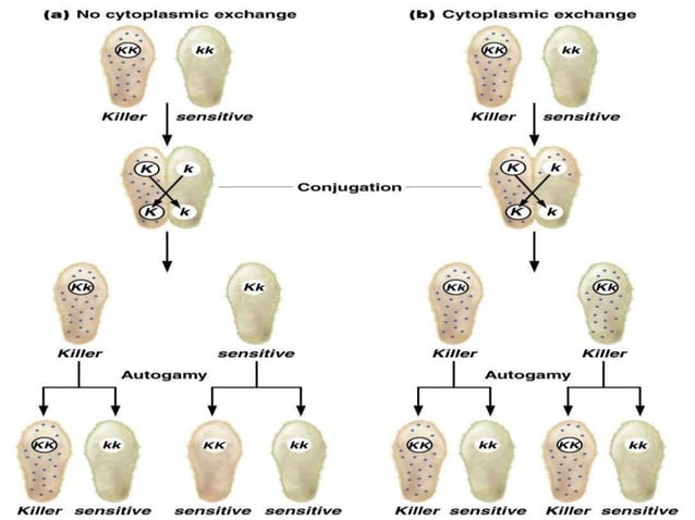 non mendelian inheritance.ppt | Biological Sciences | Science