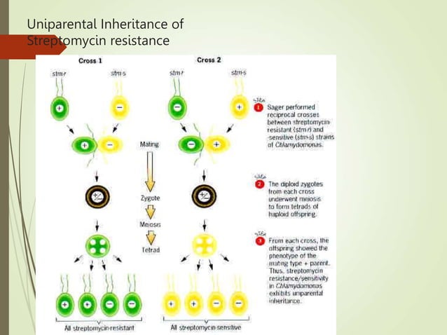 non mendelian inheritance.ppt | Biological Sciences | Science