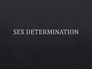 sex determination.ppt
