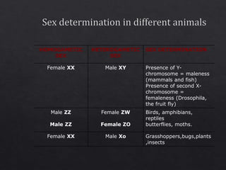 sex determination.ppt
