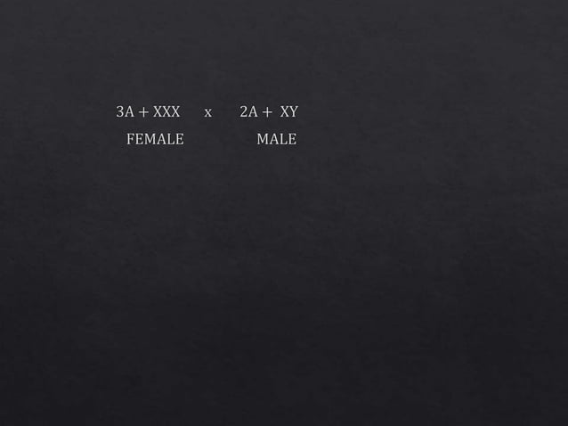 Sex Determination Ppt Free Download