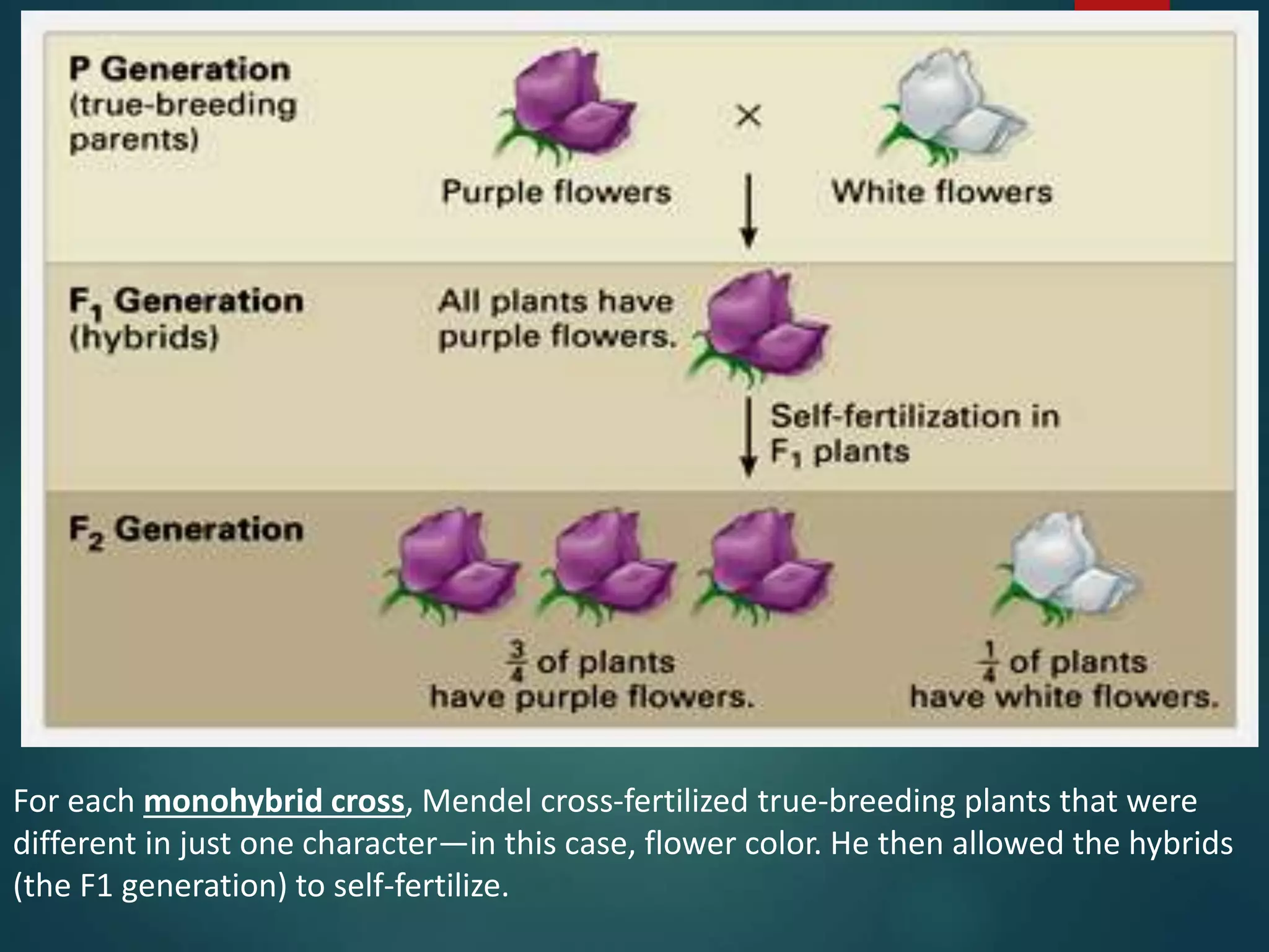 Introduction to Genetics.ppt