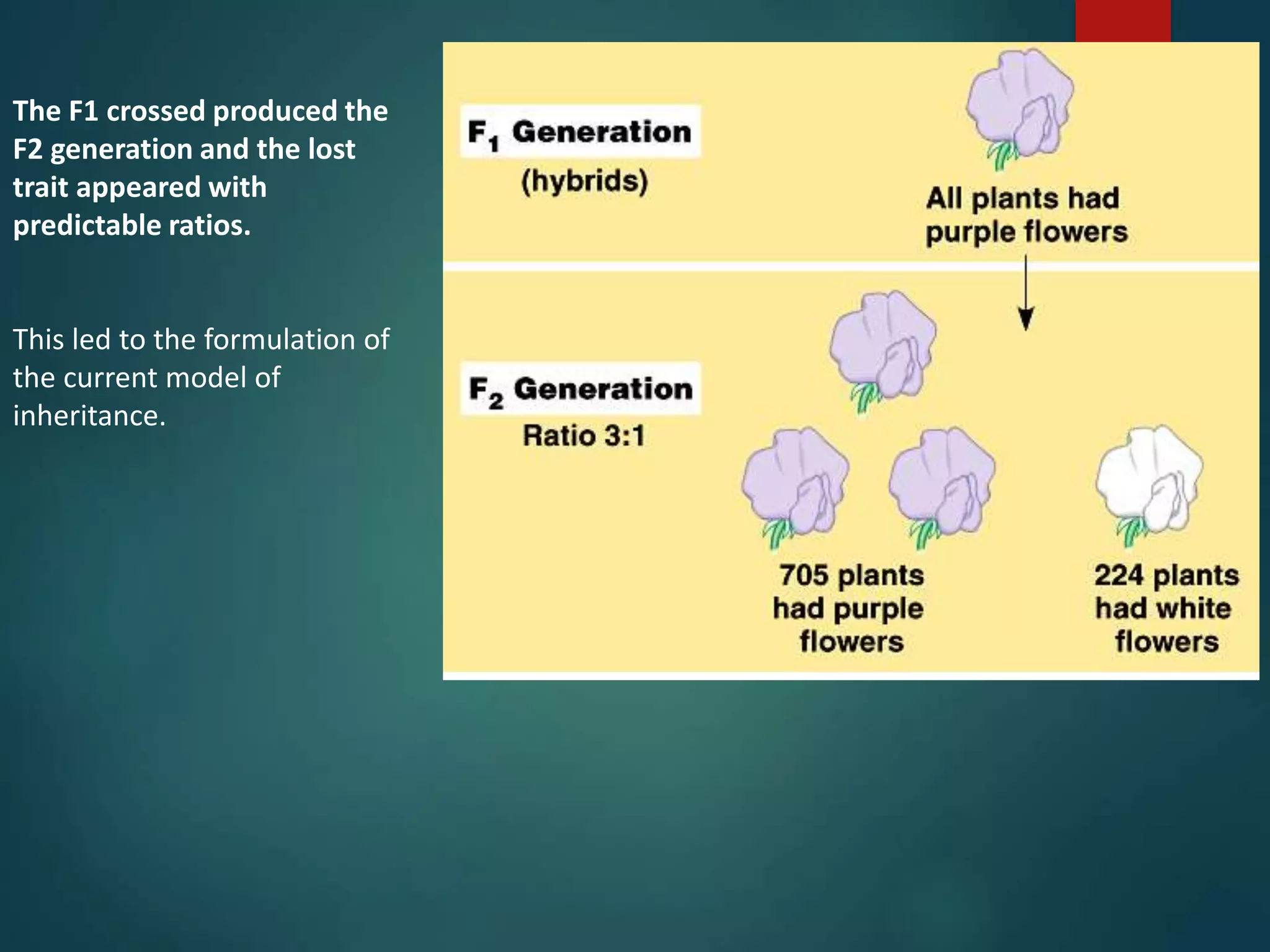 Introduction to Genetics.ppt
