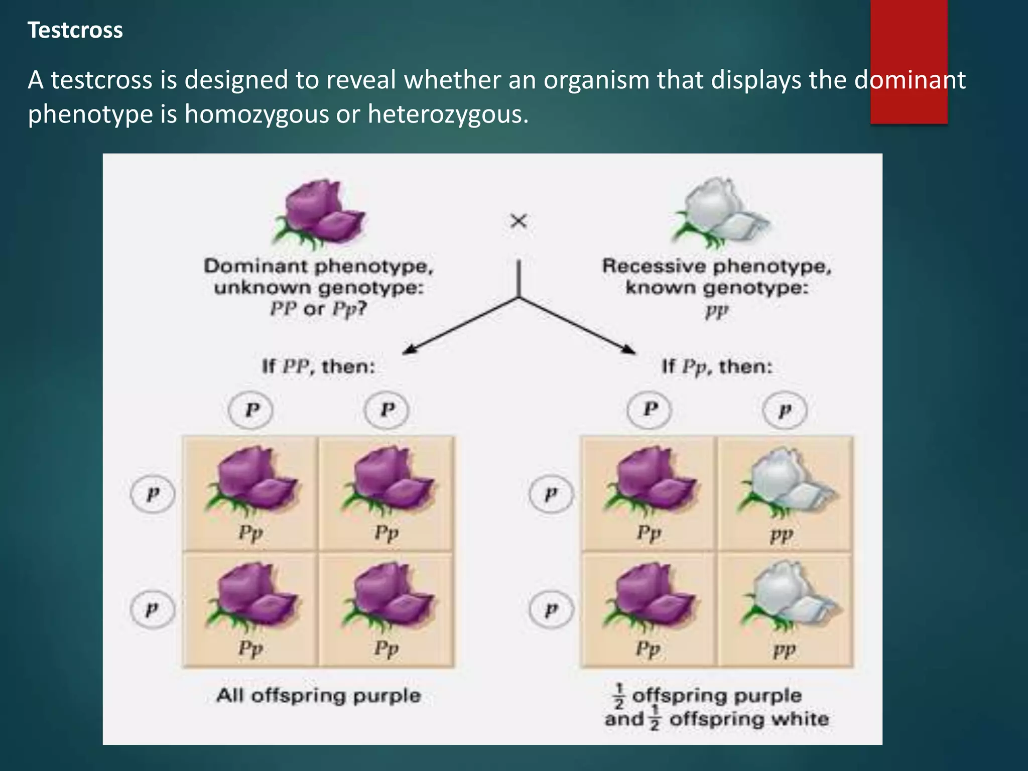 Introduction to Genetics.ppt