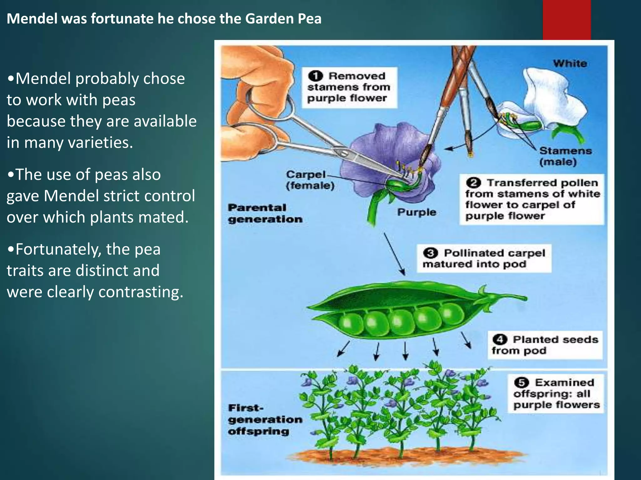 Introduction to Genetics.ppt