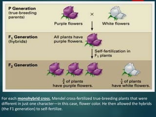 Introduction to Genetics.ppt