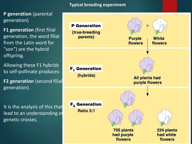 Introduction to Genetics.ppt | Gardening | Home & Garden