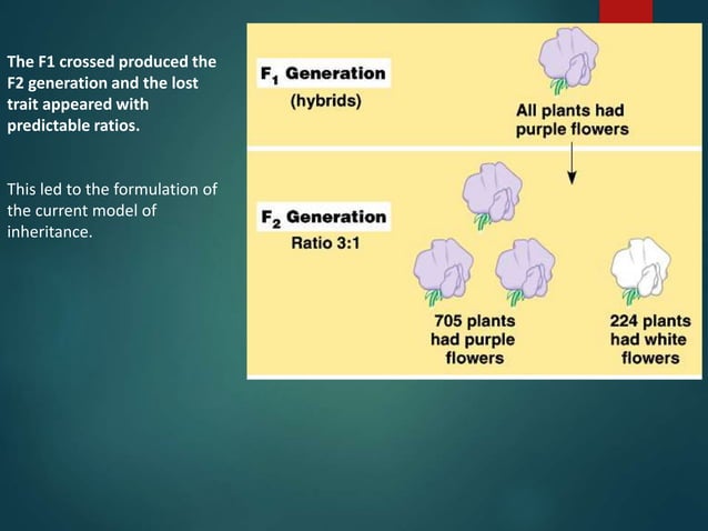 Introduction to Genetics.ppt | Gardening | Home & Garden