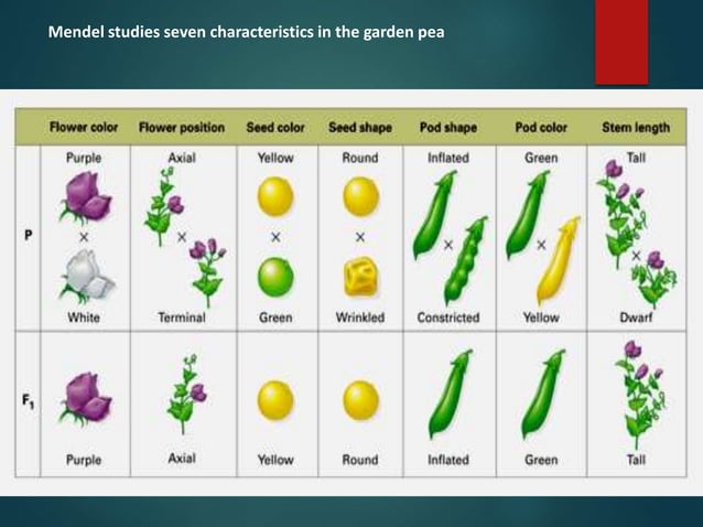 Introduction to Genetics.ppt | Gardening | Home & Garden