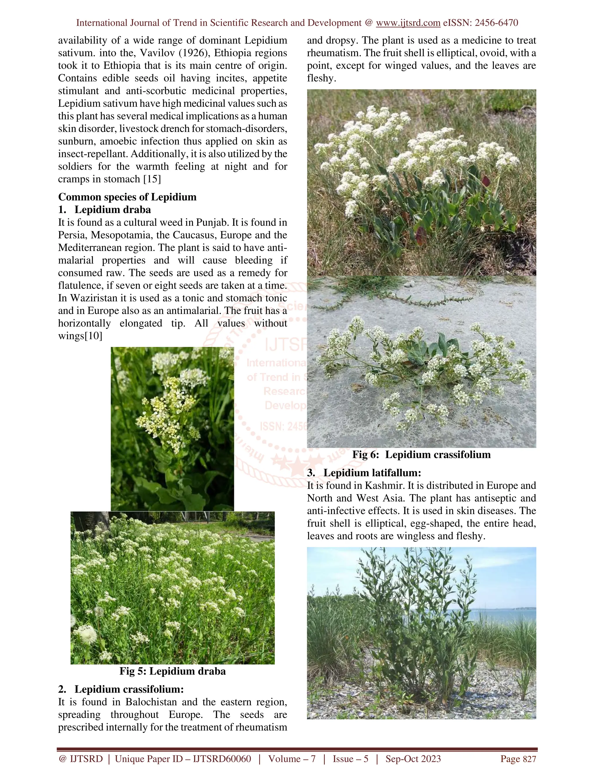 Garden Cress Seeds Tiny But Mighty Nutrition Bombs | PDF