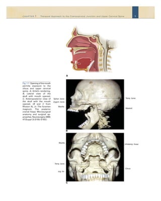 Surgical Anatomy And Techniques To The Spine Daniel H Kim Jeffrey Henn ...