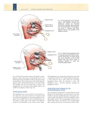 Surgical Anatomy And Techniques To The Spine Daniel H Kim Jeffrey Henn ...