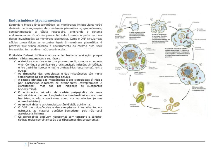Apontamentos Endossimbiose