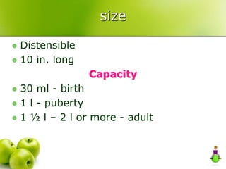 Stomach | PPT
