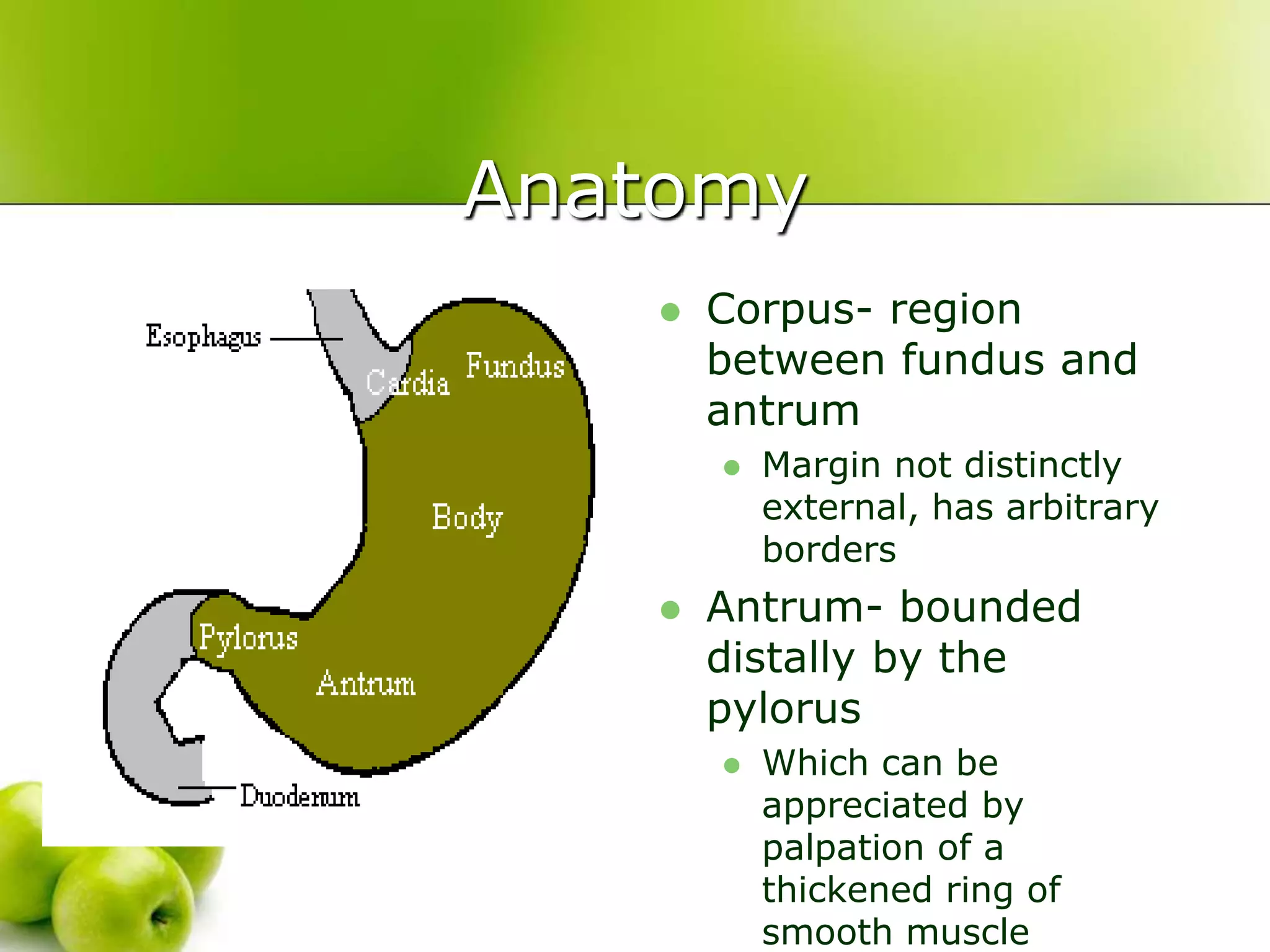 1166_stomach_Dr.-Ravi.ppt