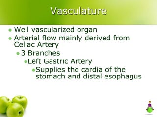 1166_stomach_Dr.-Ravi.ppt
