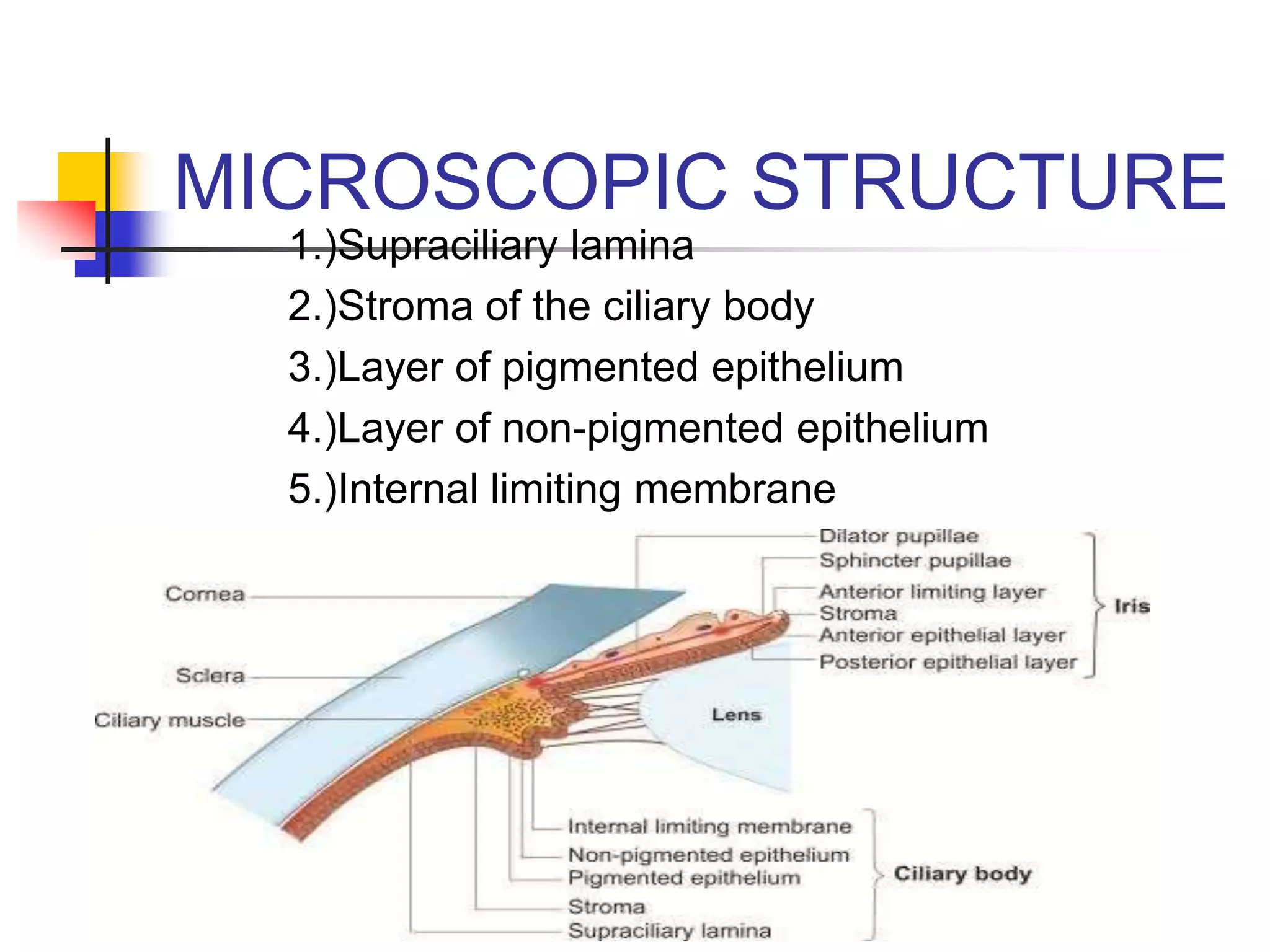 1167_Anterior-Uveitis 2.pptx