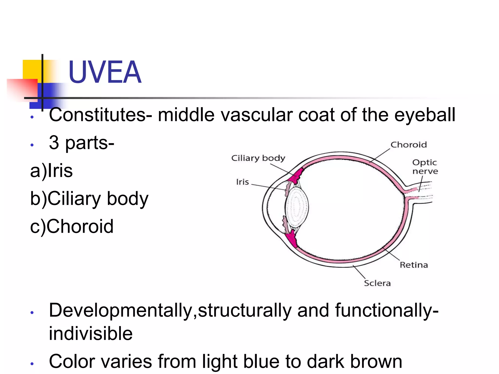 1167_Anterior-Uveitis 2.pptx