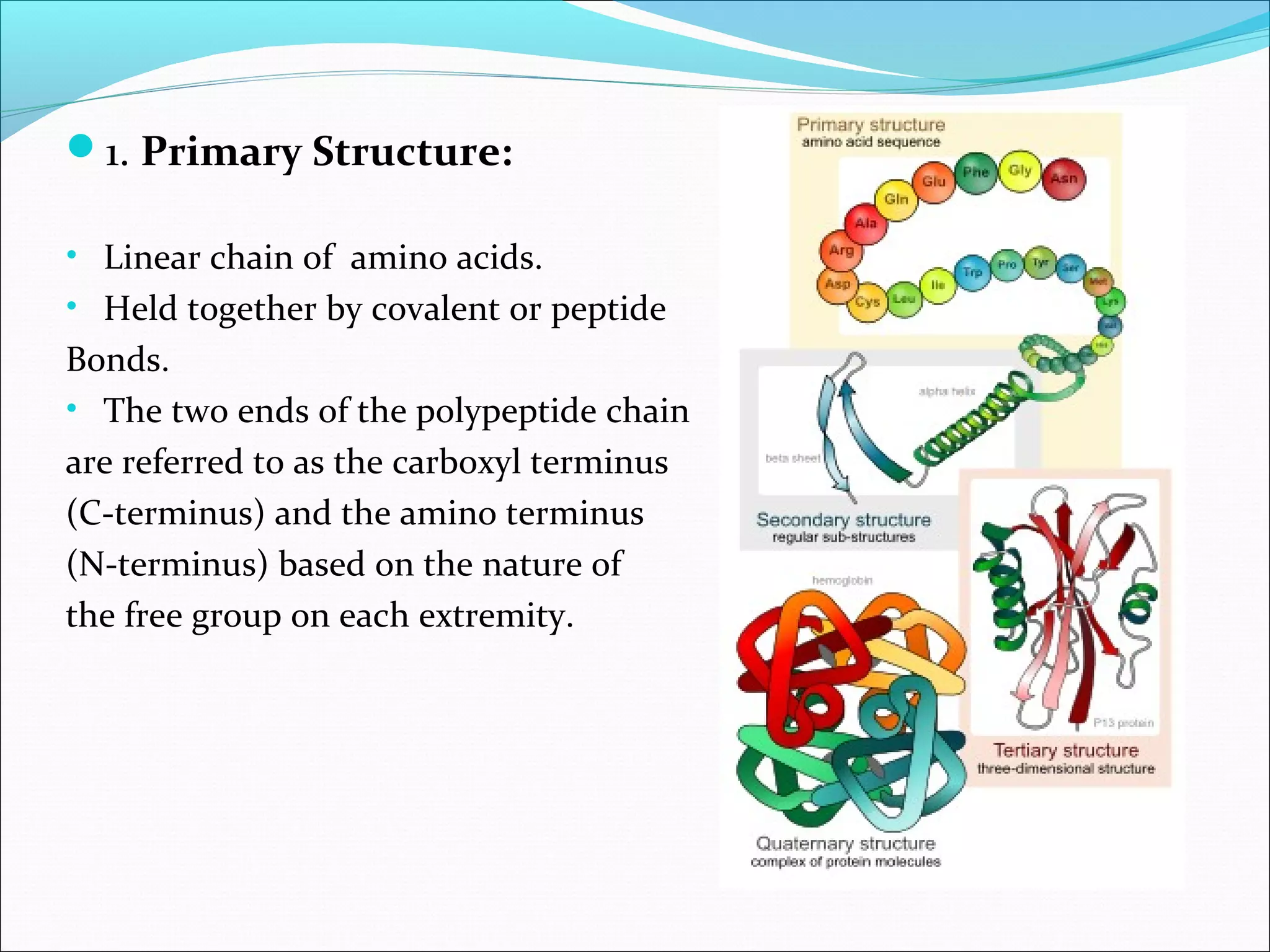 Proteins. | PPT