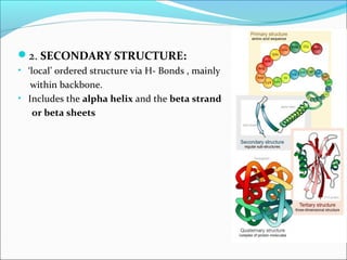 Proteins. | PPT
