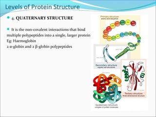 Proteins. | PPT