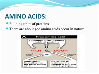 Proteins. | PPT