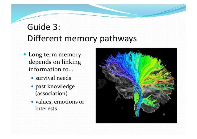 how the brain processes information memory retention and learning tra…