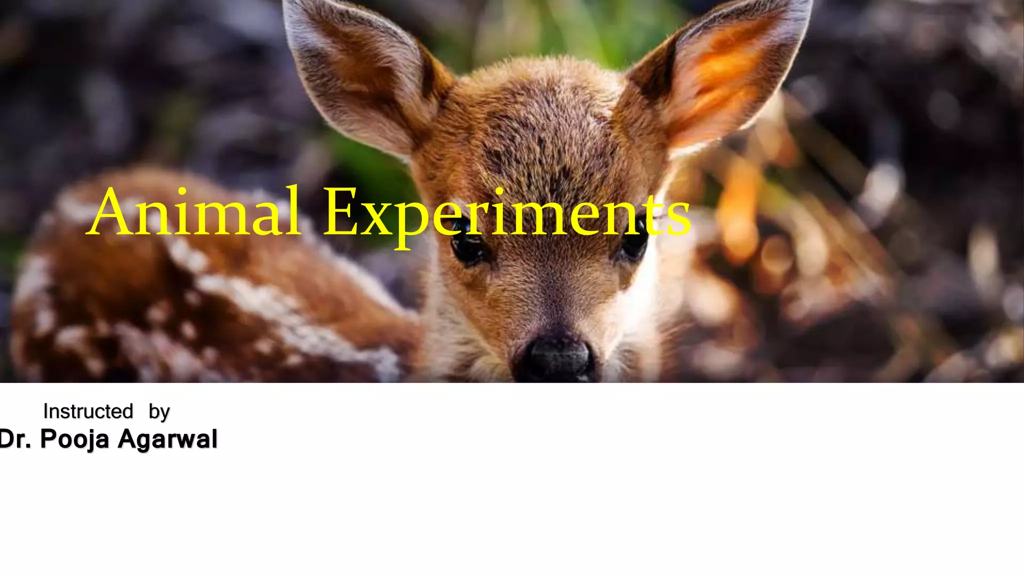 Animal Experiments, Business Ethics Course | PPTX
