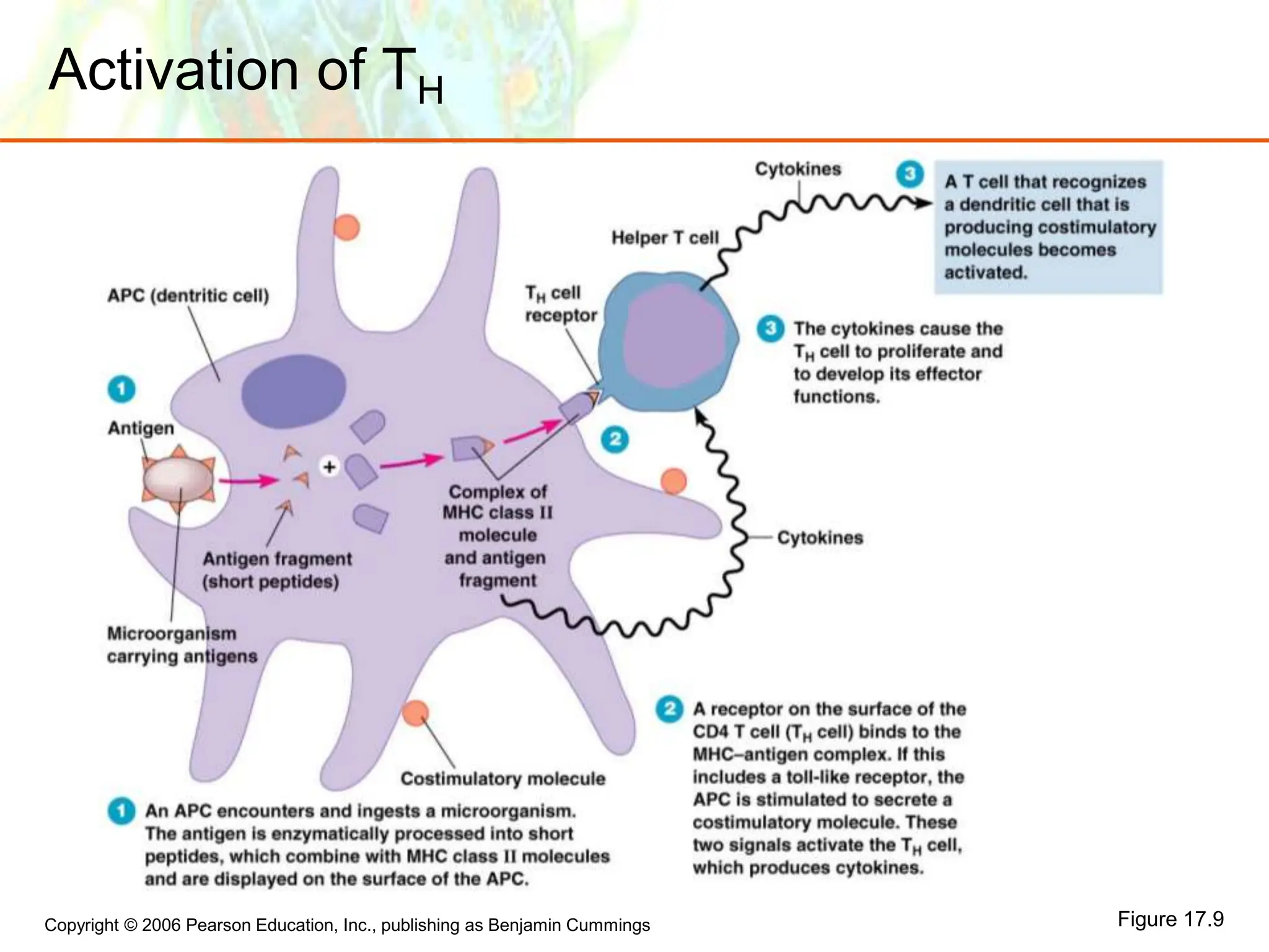 Adaptive-Immunity.ppt adaptive type of immunity | PPT