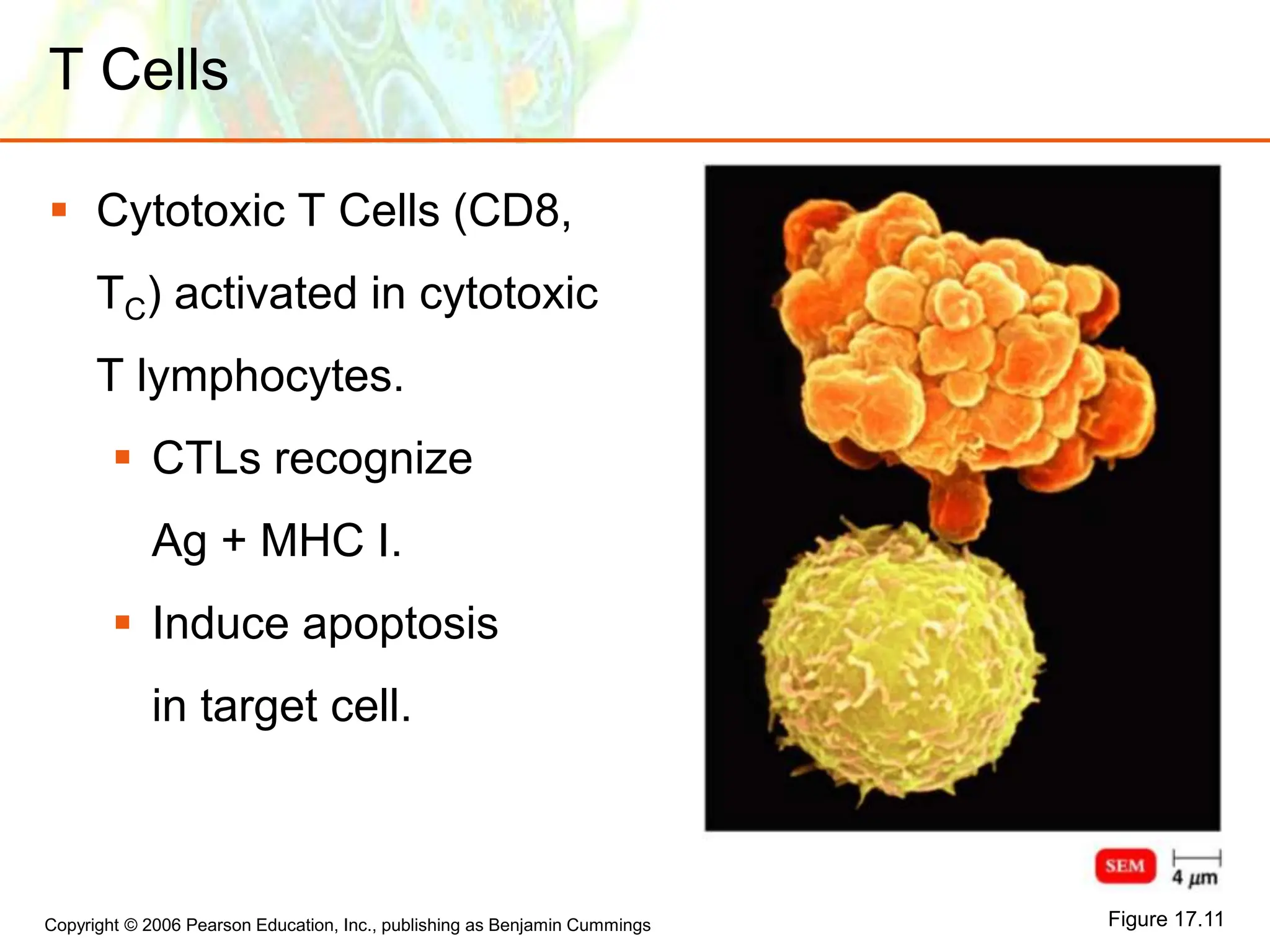 Adaptive-Immunity.ppt adaptive type of immunity | PPT