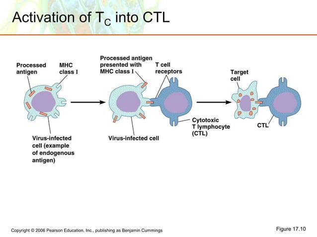 Adaptive-Immunity.ppt adaptive type of immunity | PPT