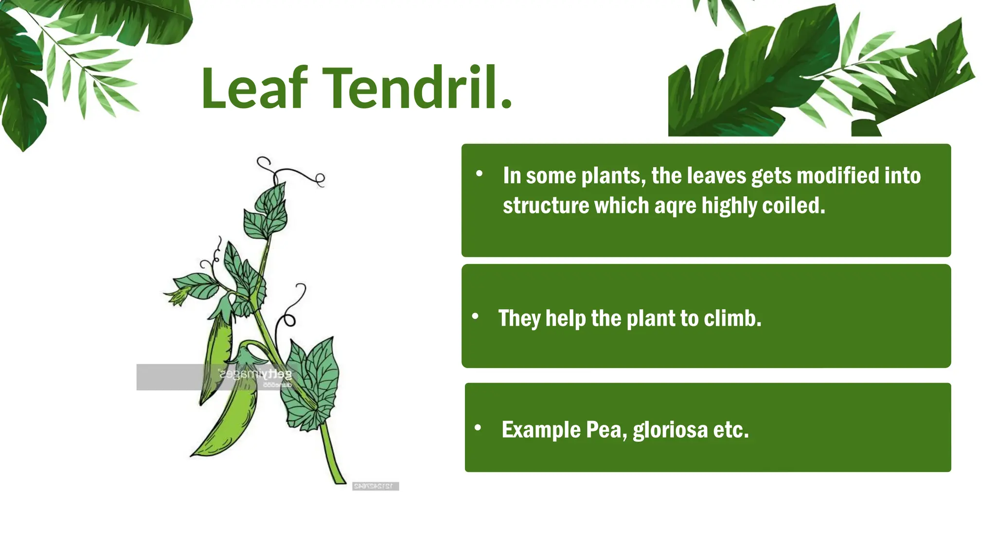 Leaf- it's type, function and modifications | PPTX