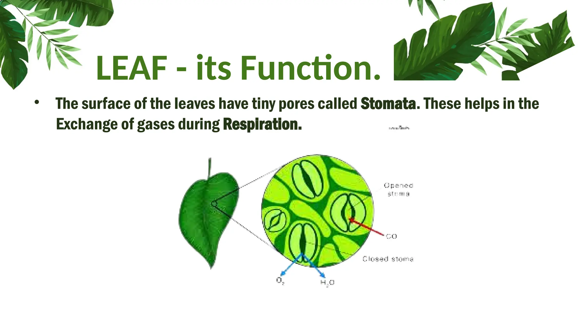 Leaf- it's type, function and modifications | PPTX