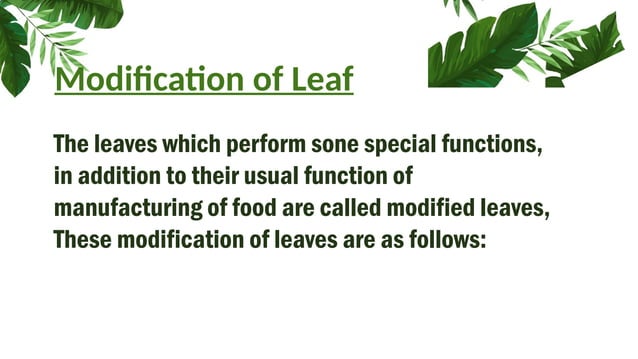 Leaf- it's type, function and modifications | PPTX