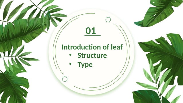 Leaf- it's type, function and modifications | PPTX