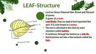 Leaf- it's type, function and modifications | PPTX
