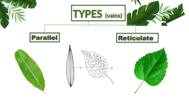 Leaf- it's type, function and modifications | PPTX