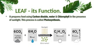 Leaf- it's type, function and modifications | PPTX
