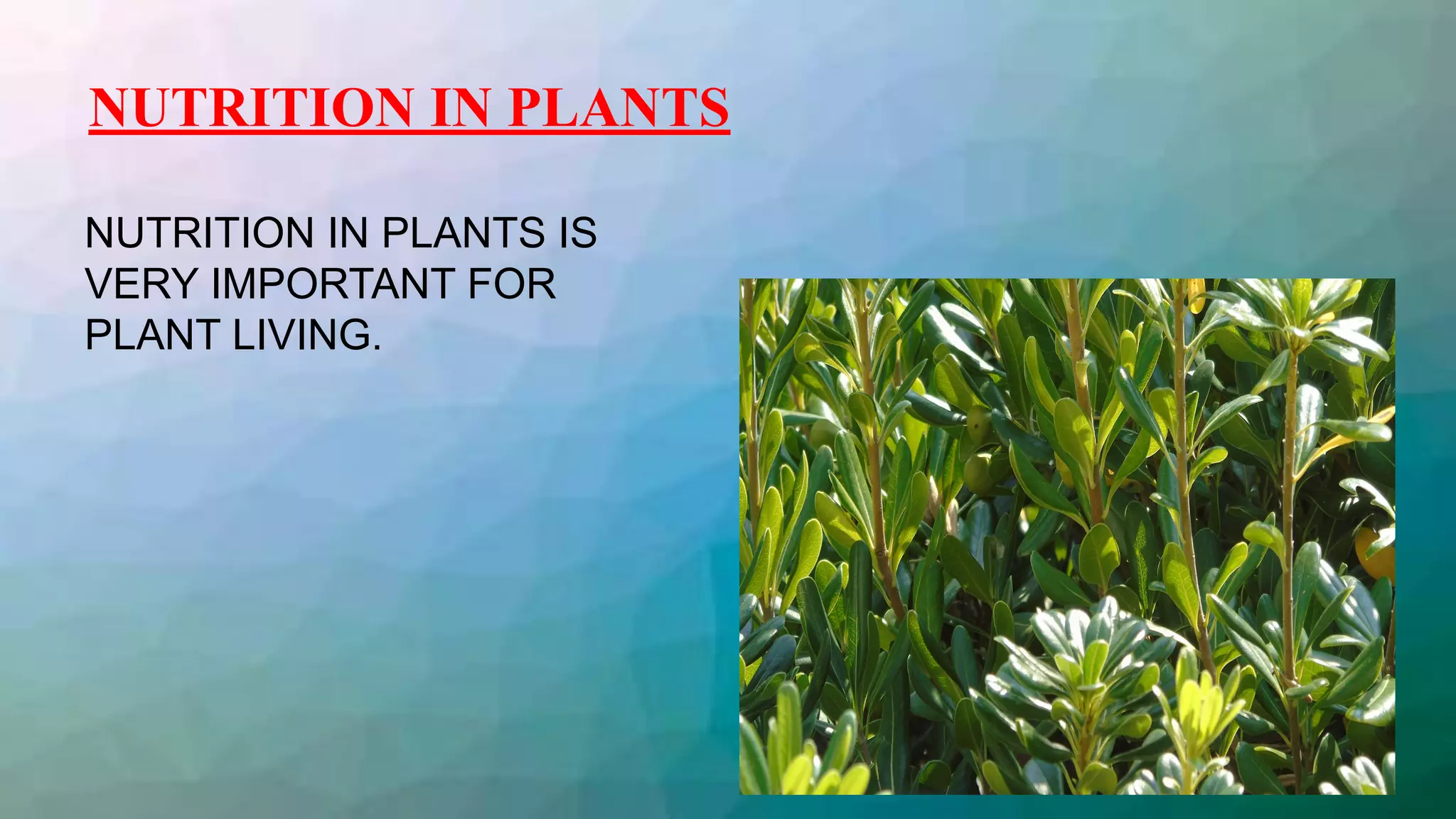 NUTRITION IN PLANTS | PPT