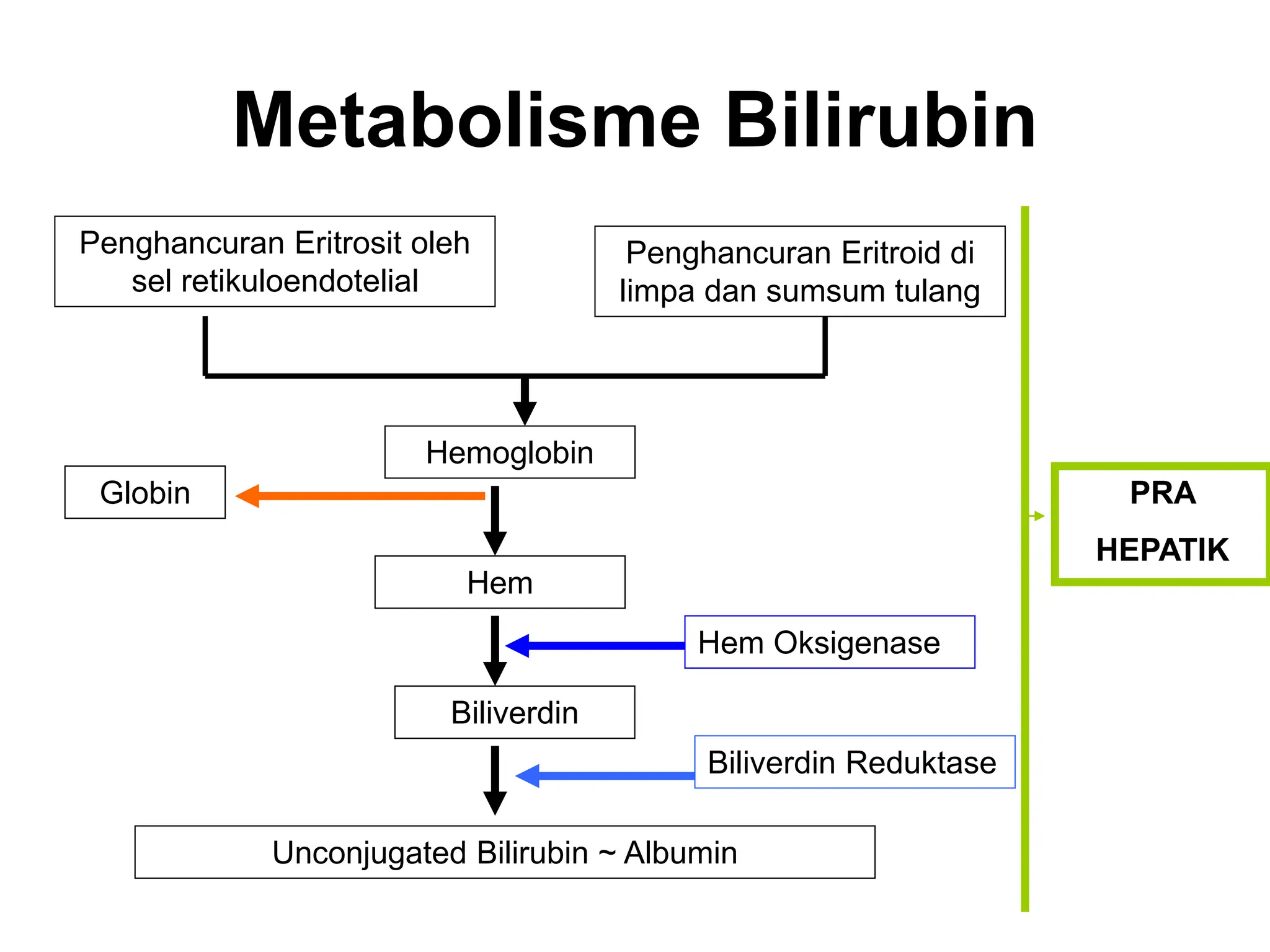 118876380-Metabolisme-Bilirubin pre and post ppt | PPT